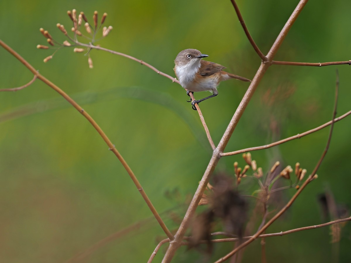 Media Search - Macaulay Library and eBird
