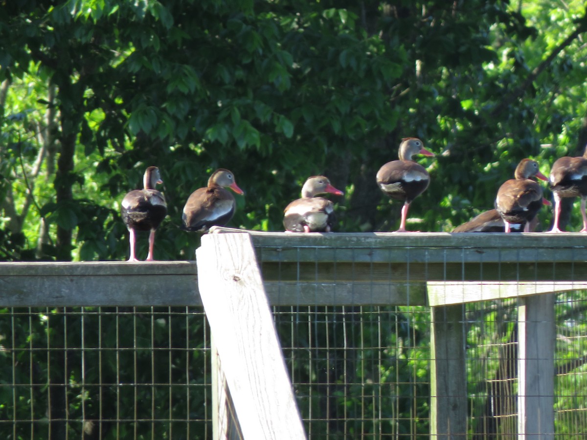 eBird Checklist - 23 Apr 2024 - Red Slough WMA - 59 species