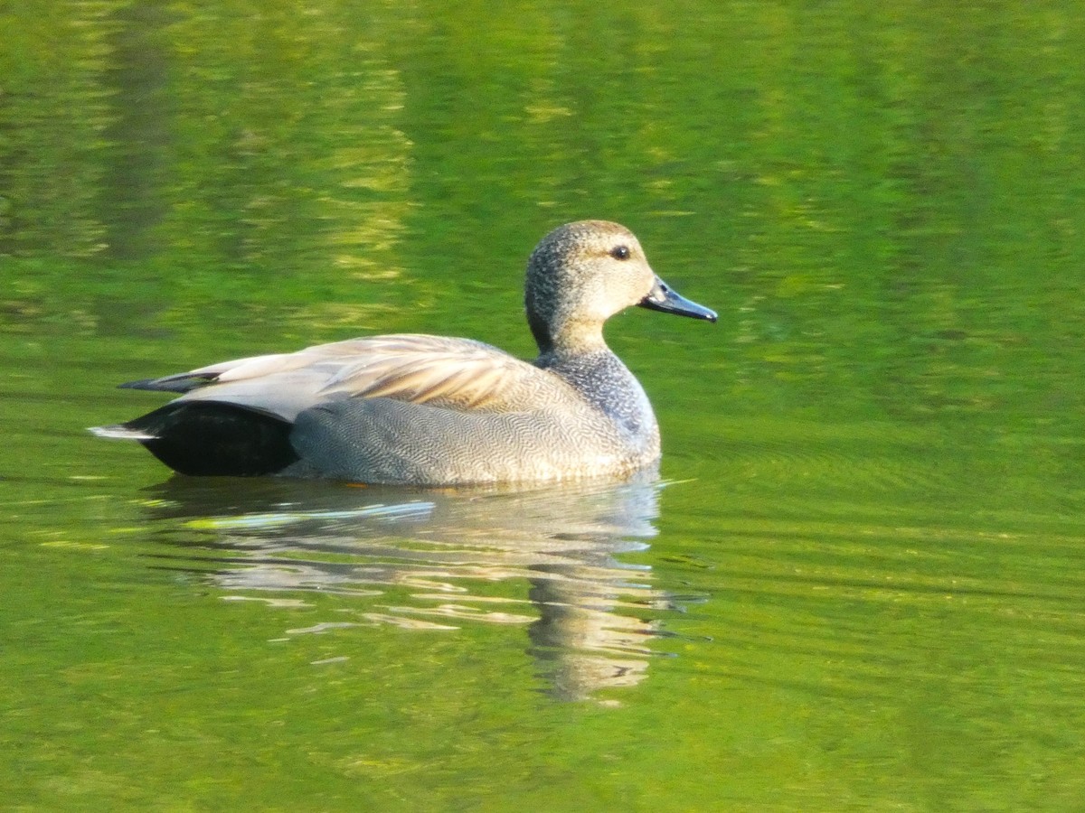 eBird Checklist - 26 Apr 2024 - Stumpy Lake Natural Area - 37 species