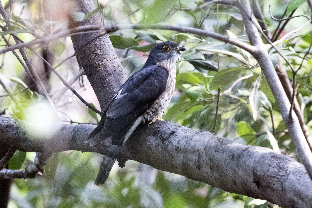 Media Search - Macaulay Library and eBird