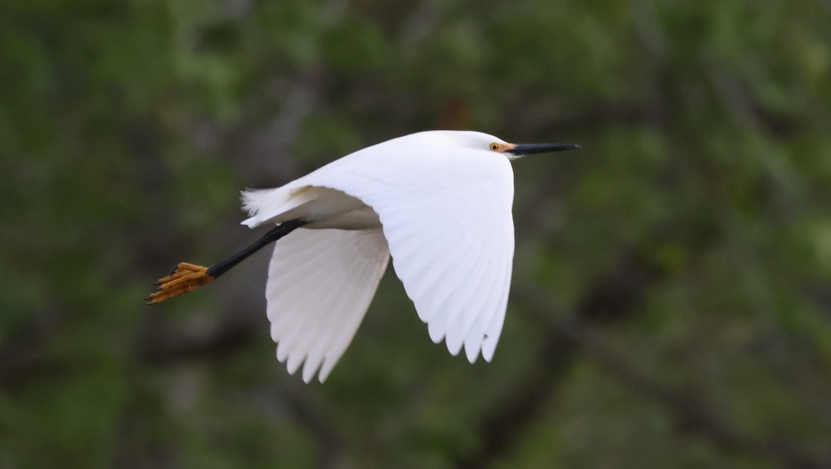 Maryland-DC Breeding Bird Atlas Checklist - 25 Apr 2024 - Chesapeake ...