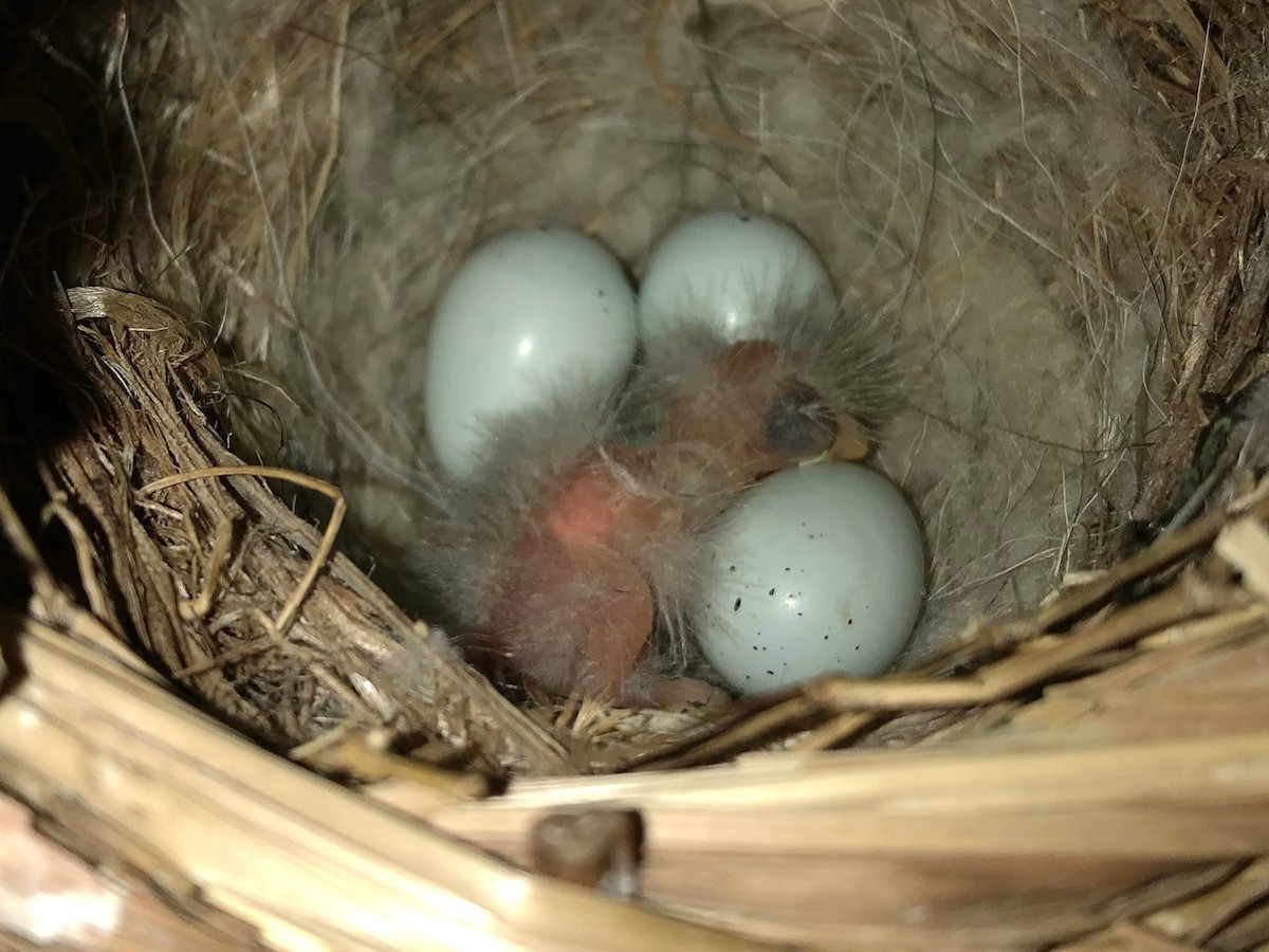 Pennsylvania Bird Atlas Checklist - 23 Apr 2024 - Dreamcatcher Farm - Home - 12 species