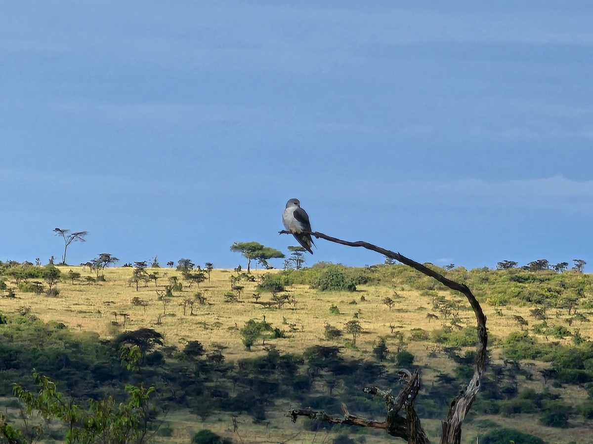 eBird Checklist - 23 Apr 2024 - Naboisho Conservancy--Kicheche Valley ...