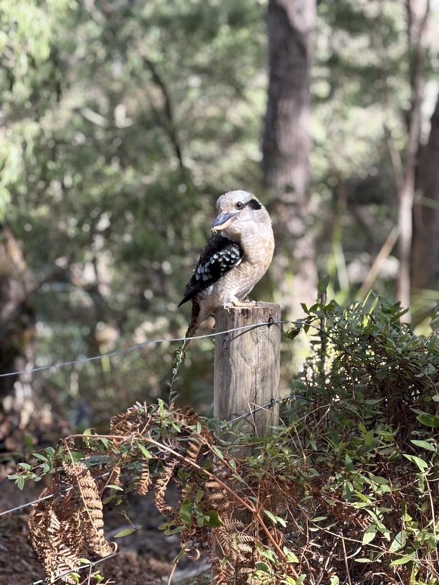 eBird Checklist - 26 Apr 2024 - Rotary Park (Margaret River) - 3 species
