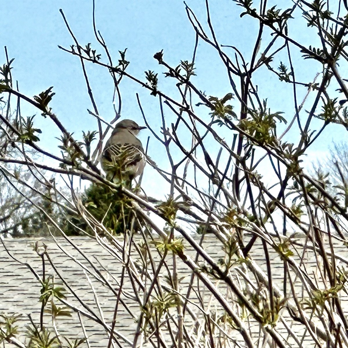 eBird Checklist - 26 Apr 2024 - Forest Beach Migratory Preserve (OWLT ...