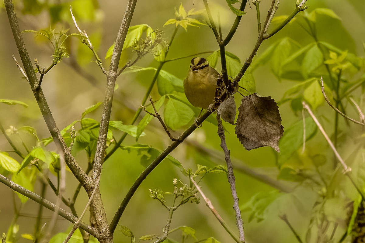 eBird Checklist - 26 Apr 2024 - Marott Park, Indianapolis US-IN 39. ...