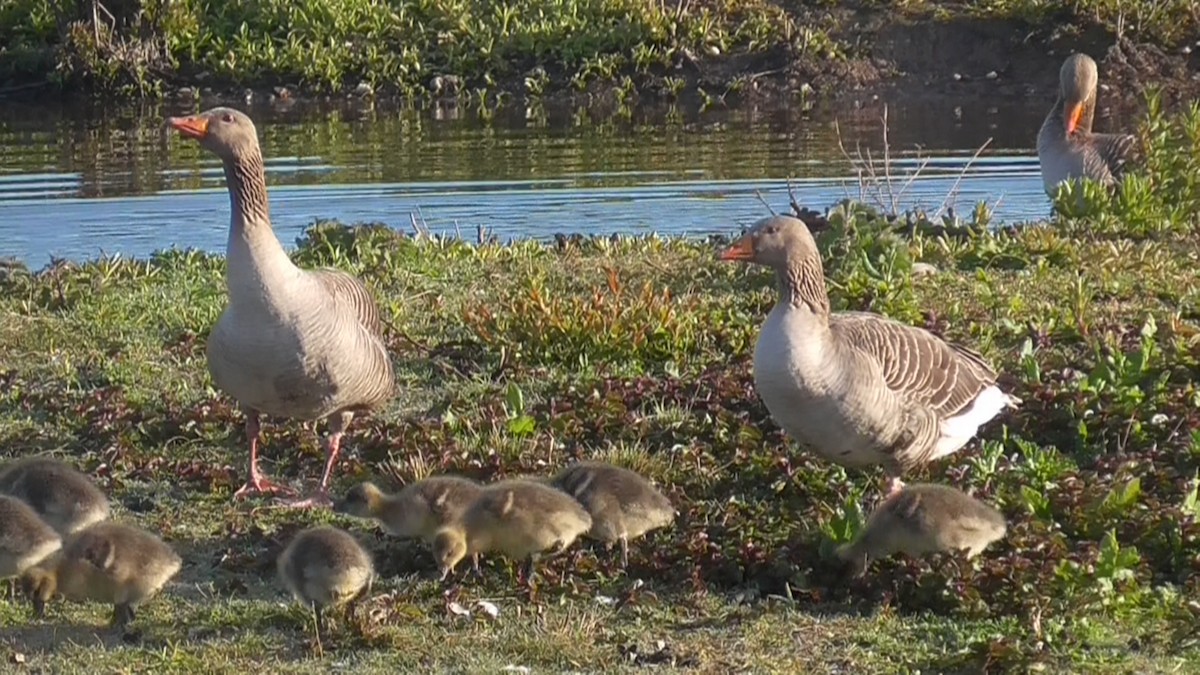 eBird Checklist - 26 Apr 2024 - RSPB Middleton Lakes - 66 species (+2 ...