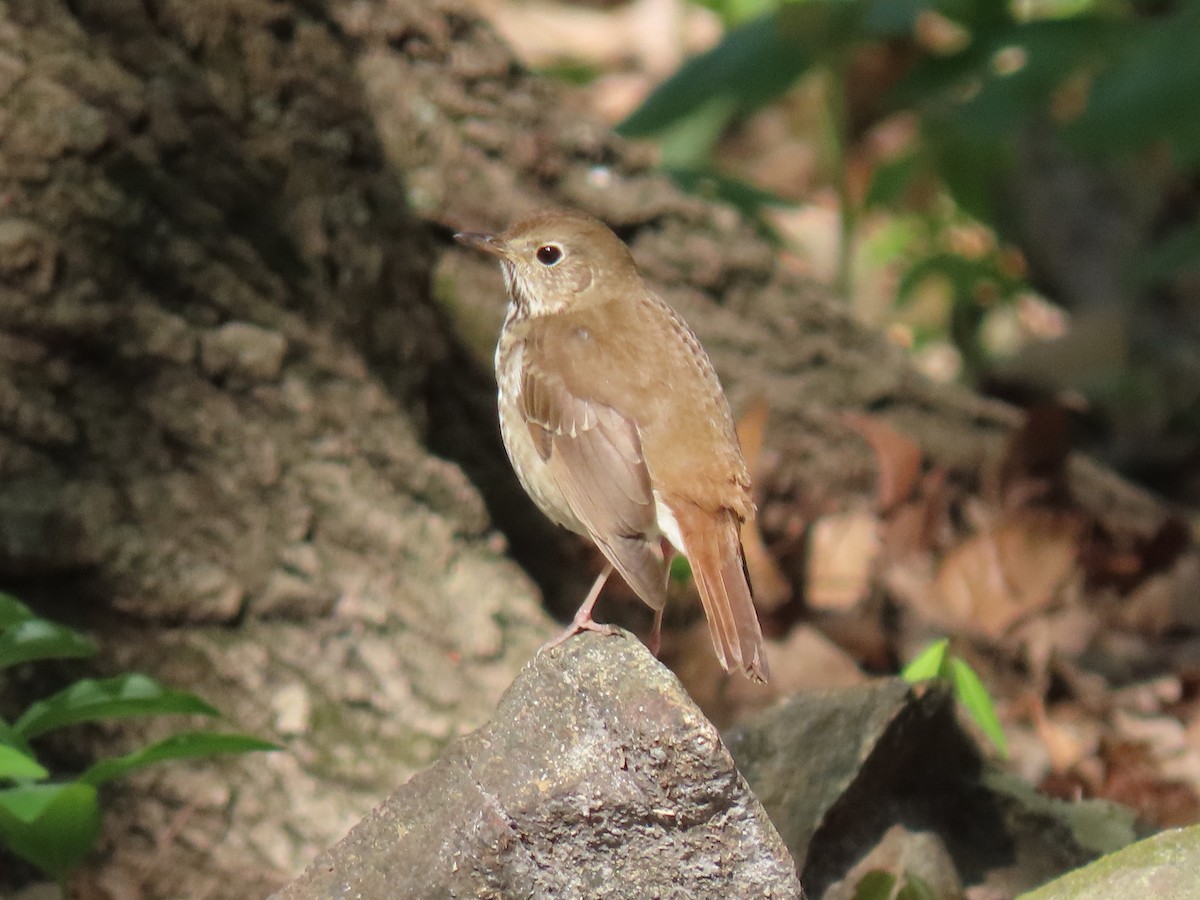 Pennsylvania Bird Atlas Checklist - 26 Apr 2024 - Hibernia County Park - 38 species