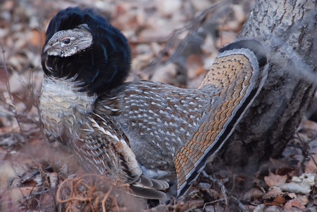 eBird Checklist - 26 Apr 2024 - Graham Heights - 1 species