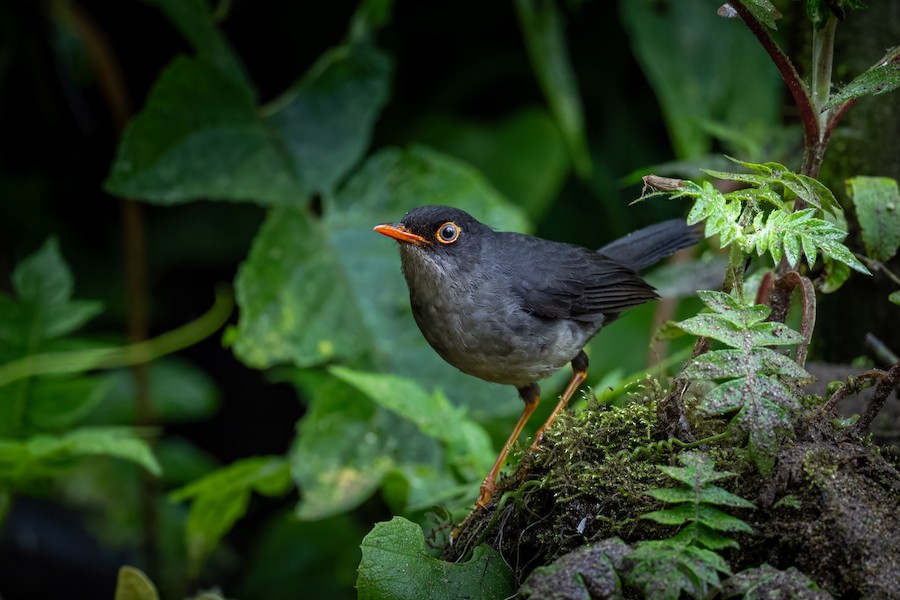 Slaty-backed Nightingale-Thrush (Slaty-backed) - eBird