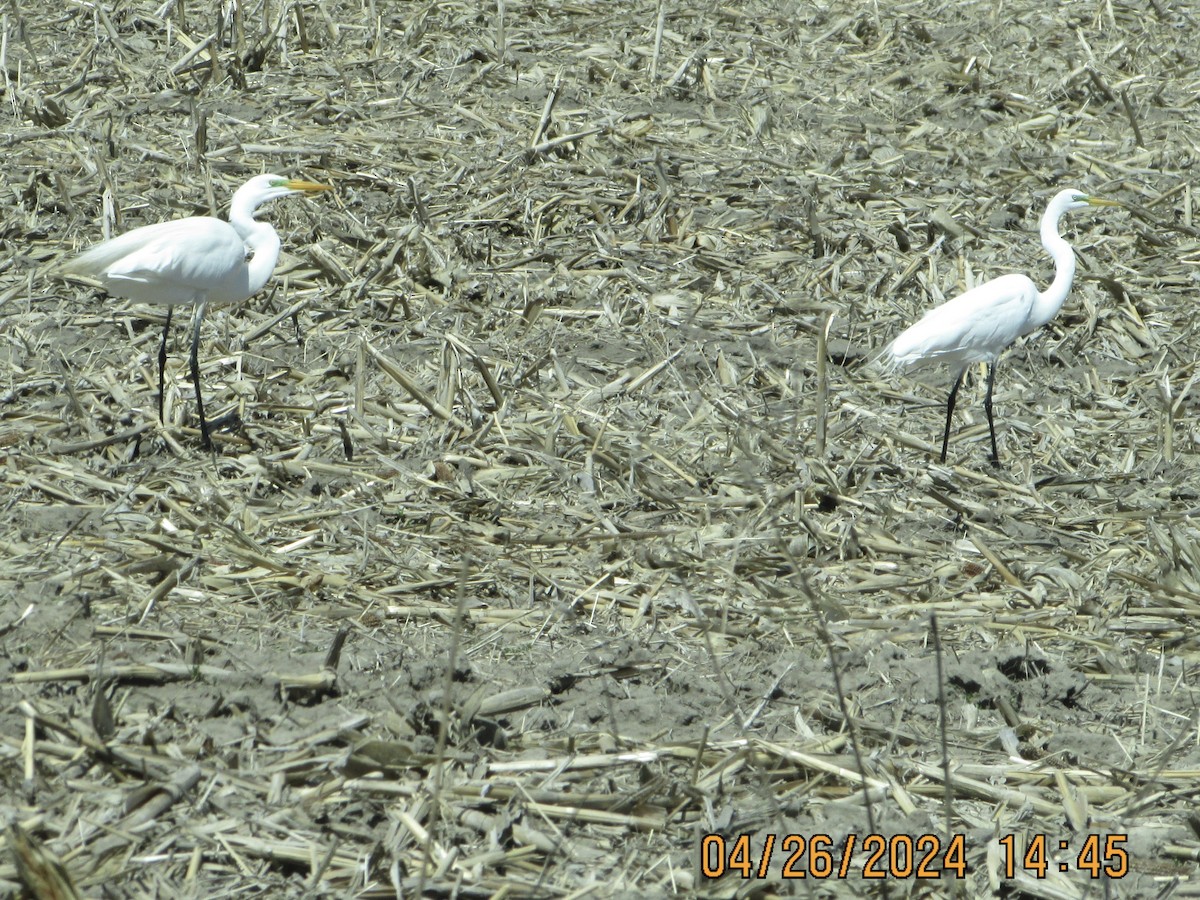 eBird Checklist - 26 Apr 2024 - Wah Sash Kah Moqua Nature Preserve - 47 ...