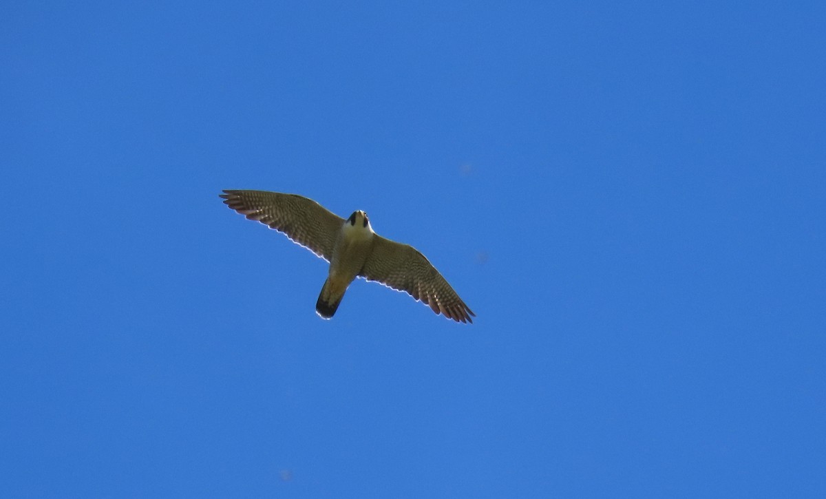 Pennsylvania Bird Atlas Checklist - 26 Apr 2024 - Place Road, South ...