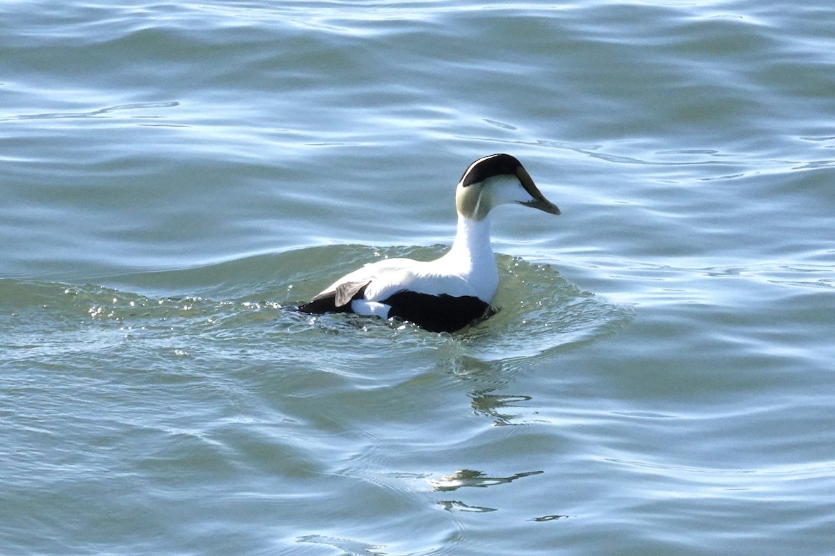 eBird Checklist - 26 Apr 2024 - Quai, Pointe-au-Père - 24 species