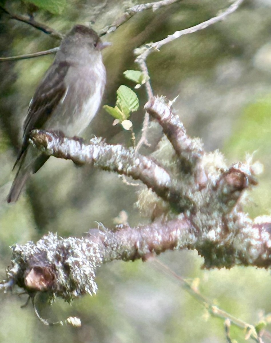 eBird Checklist - 26 Apr 2024 - Cape Disappointment SP--Lewis and Clark ...