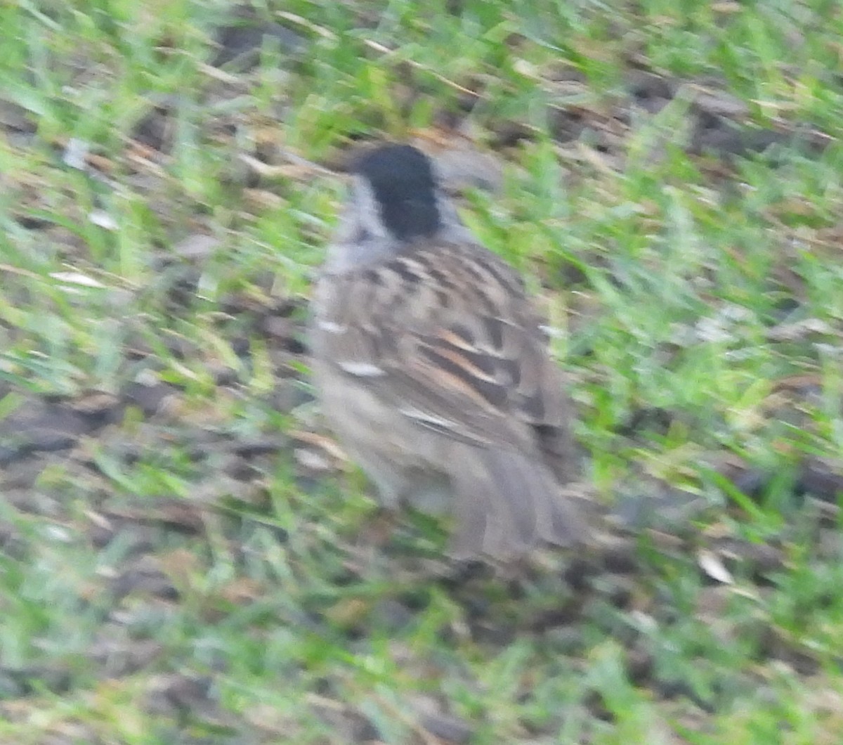 eBird Checklist - 26 Apr 2024 - CA-MB-Winnipeg-31 Perry Bay - 3 species