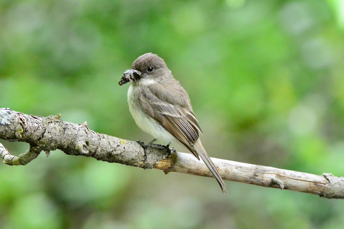 eBird Checklist - 26 Apr 2024 - Providence RECenter - 31 species