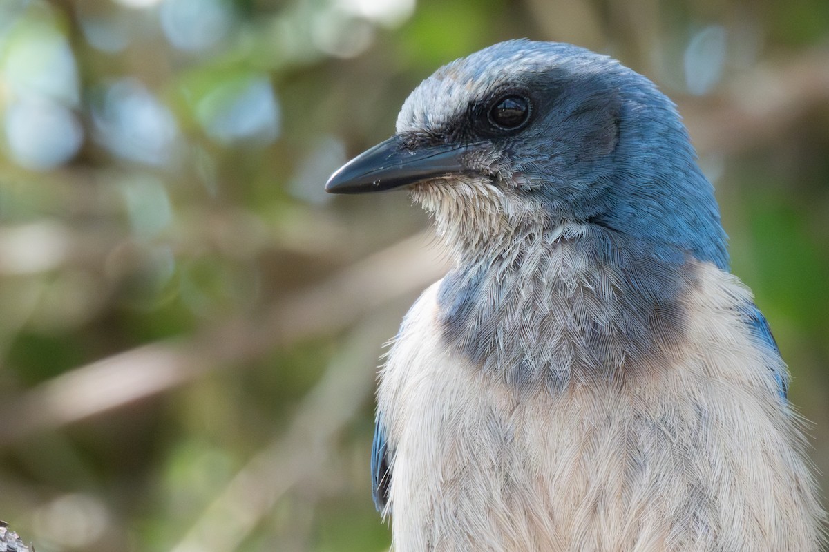 eBird Checklist - 19 Apr 2024 - Florida Scrub-Jay Spot - 10 species