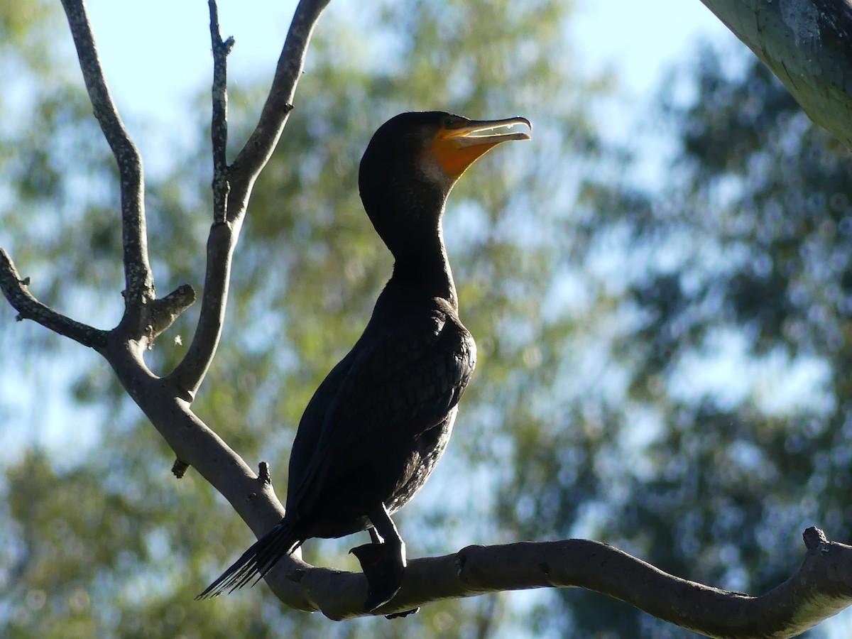eBird Checklist - 27 Apr 2024 - Spring Mt Reserve - 47 species