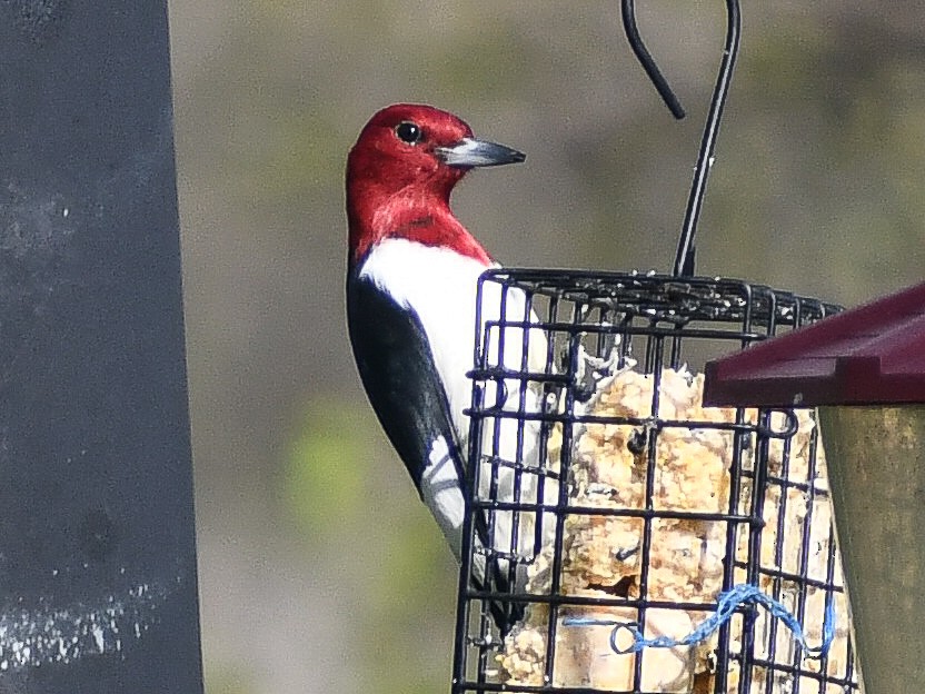 eBird Checklist - 27 Apr 2022 - Bremer Wildlife Sanctuary - 16 species
