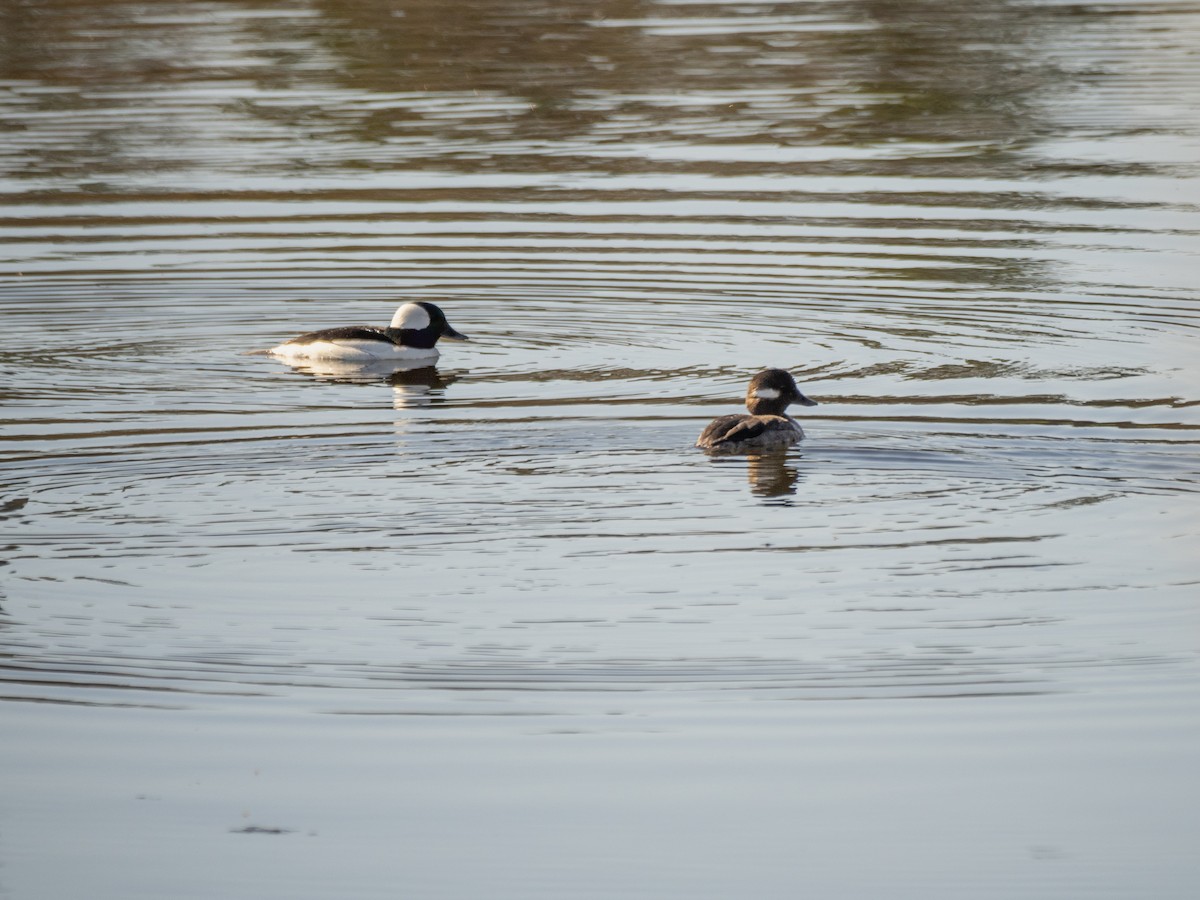 eBird Checklist - 26 Apr 2024 - Ottawa--Stanley Park - 33 species