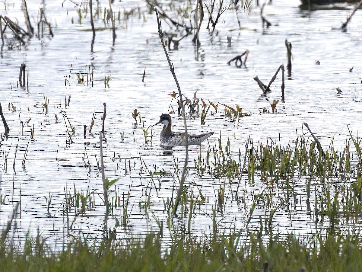 eBird Checklist - 26 Apr 2024 - Ridgefield NWR--River 'S' Unit - 73 species