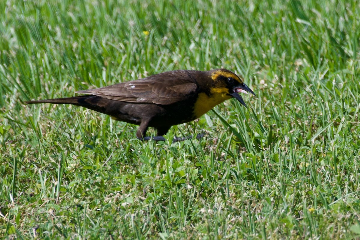 eBird Checklist - 26 Apr 2024 - Ft Morgan State Historic Site--Ferry ...