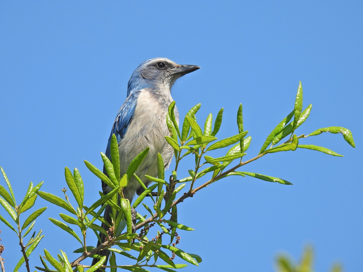 eBird Checklist - 24 Apr 2024 - Lyonia Preserve - 21 species