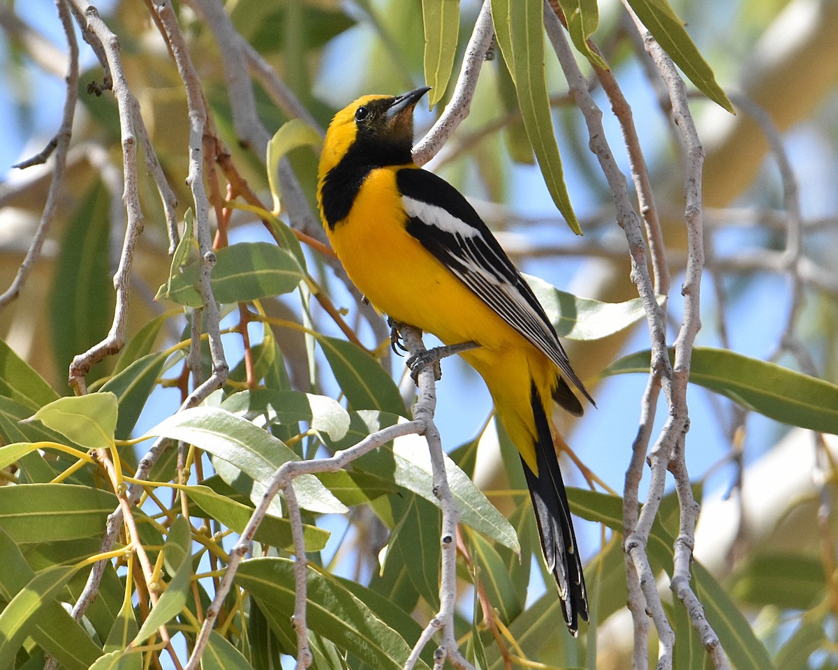 eBird Checklist - 13 Apr 2024 - Boyce Thompson Arboretum - 23 species