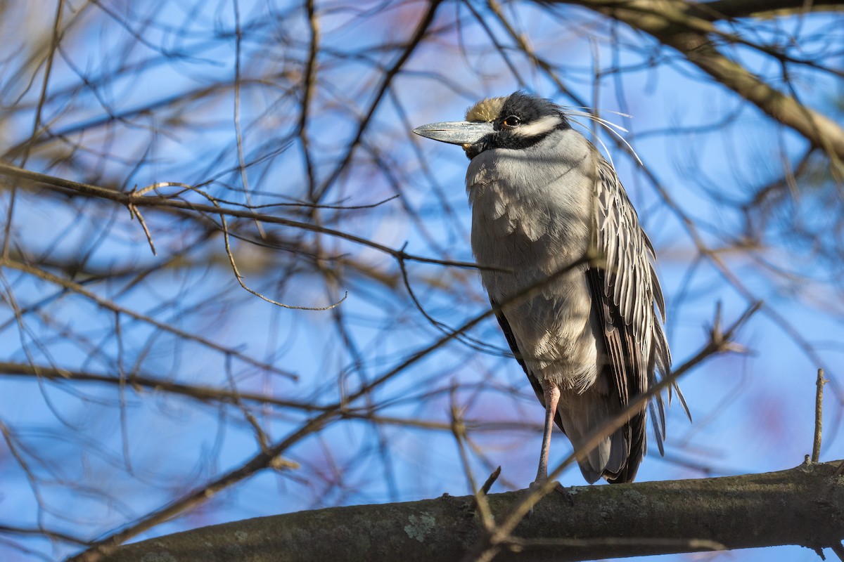eBird Checklist - 26 Apr 2024 - Marblehead Neck Wildlife Sanctuary ...
