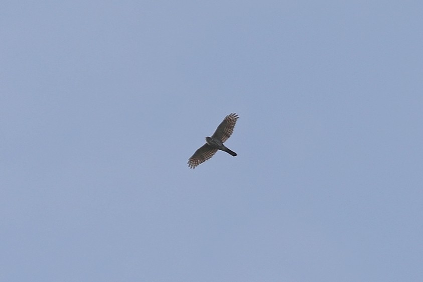 Besra - Accipiter virgatus - Media Search - Macaulay Library and eBird