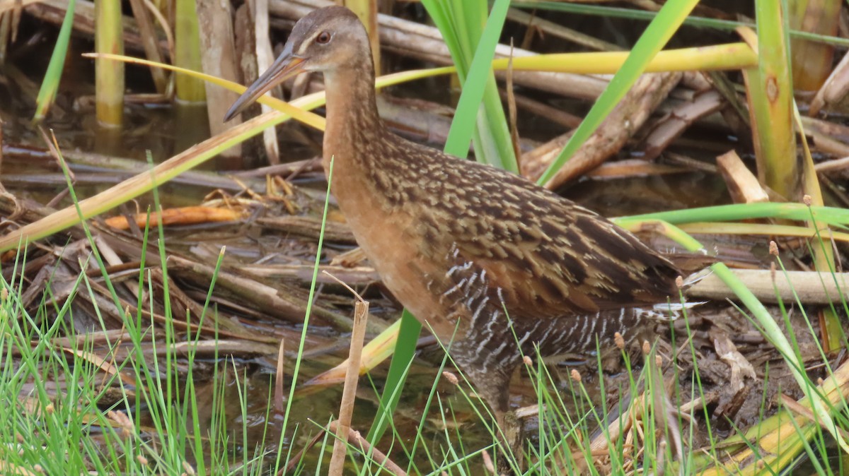 eBird Checklist - 25 Apr 2024 - Anahuac NWR (UTC 049) - 56 species