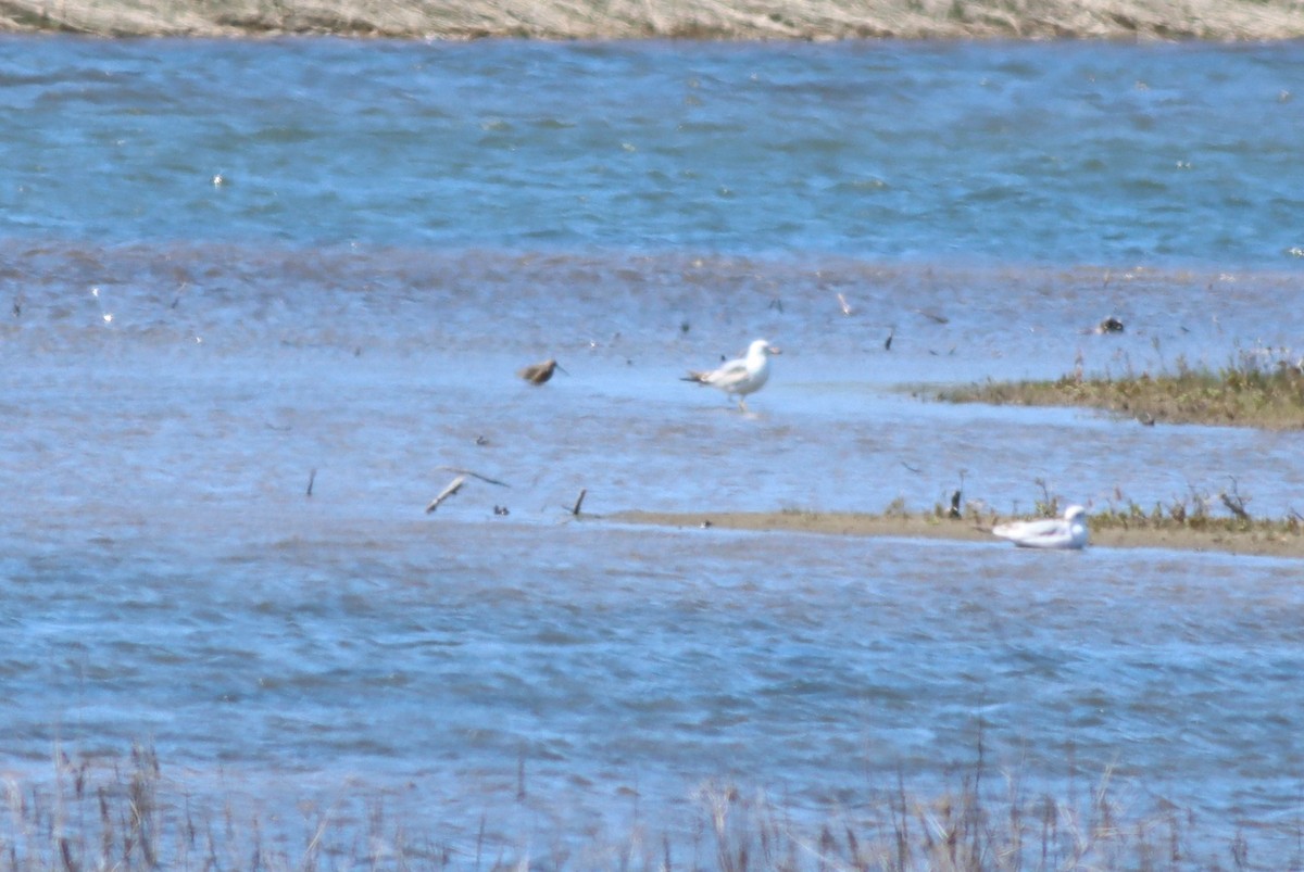 Pennsylvania Bird Atlas Checklist - 25 Apr 2024 - Presque Isle SP--Gull Pt. - 35 species (+1 ...