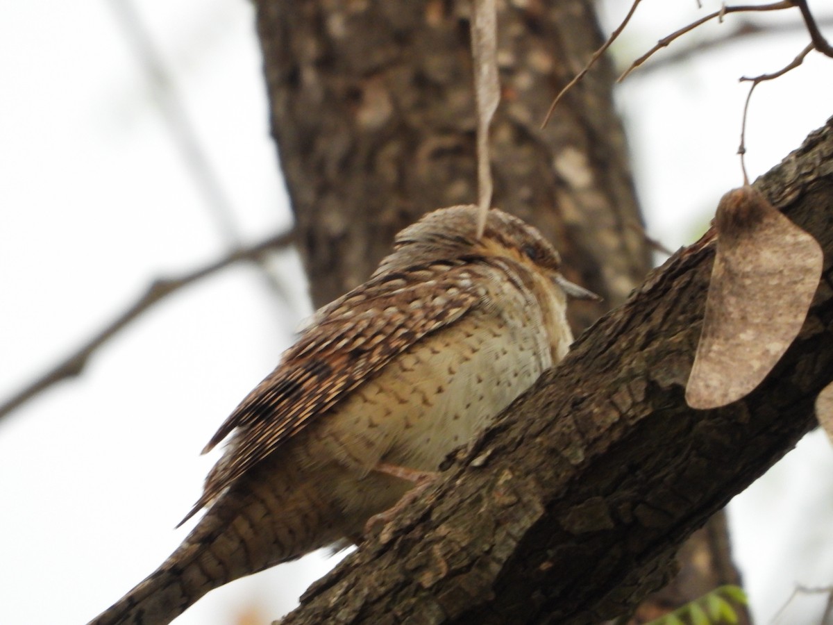 Israel Breeding Bird Atlas Checklist - 27 Apr 2024 - Jerusalem Bird ...