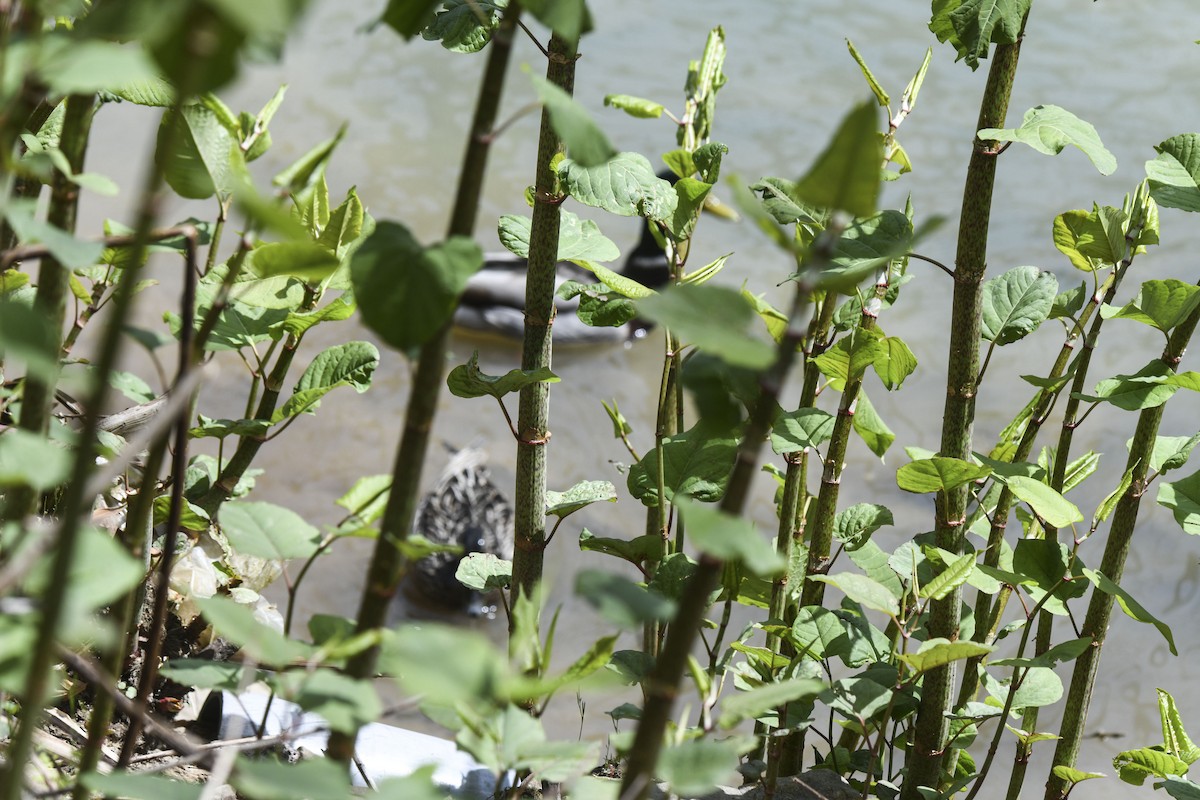 Pennsylvania Bird Atlas Checklist - 23 Apr 2024 - Westmoreland Heritage ...