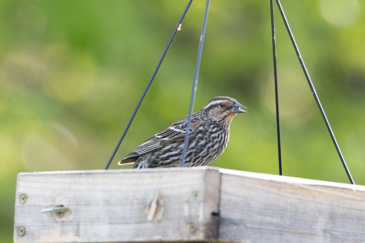 eBird Checklist - 27 Apr 2024 - My Backyard - 10 species