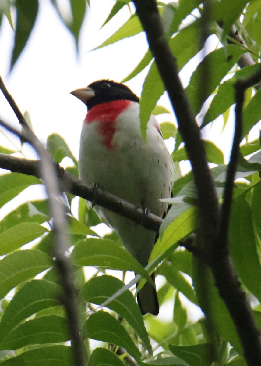 eBird Checklist - 27 Apr 2024 - Prairie Creek Park (Dallas Co. portion ...