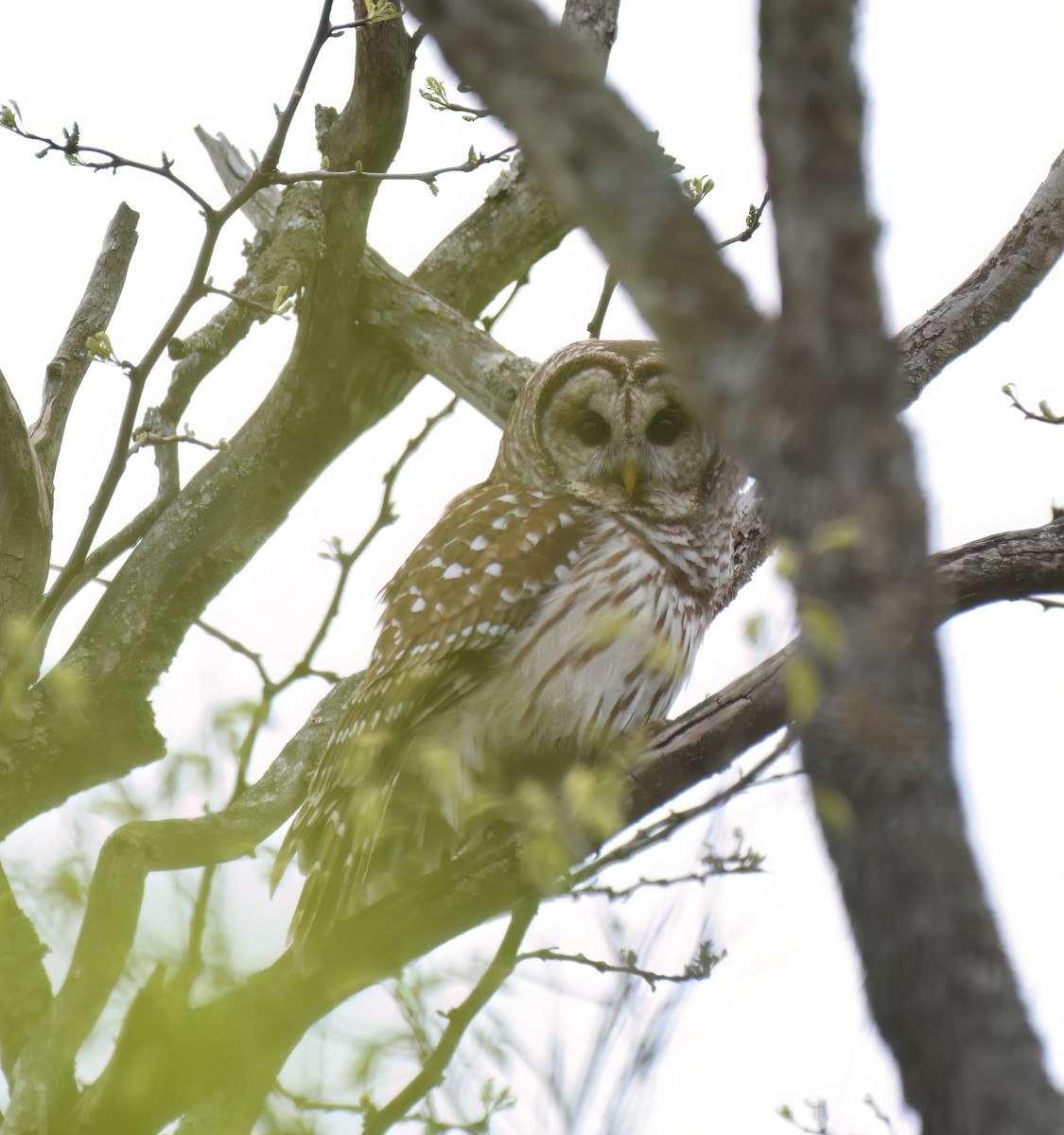 Pennsylvania Bird Atlas Checklist - 27 Apr 2024 - Appalachian Trail ...