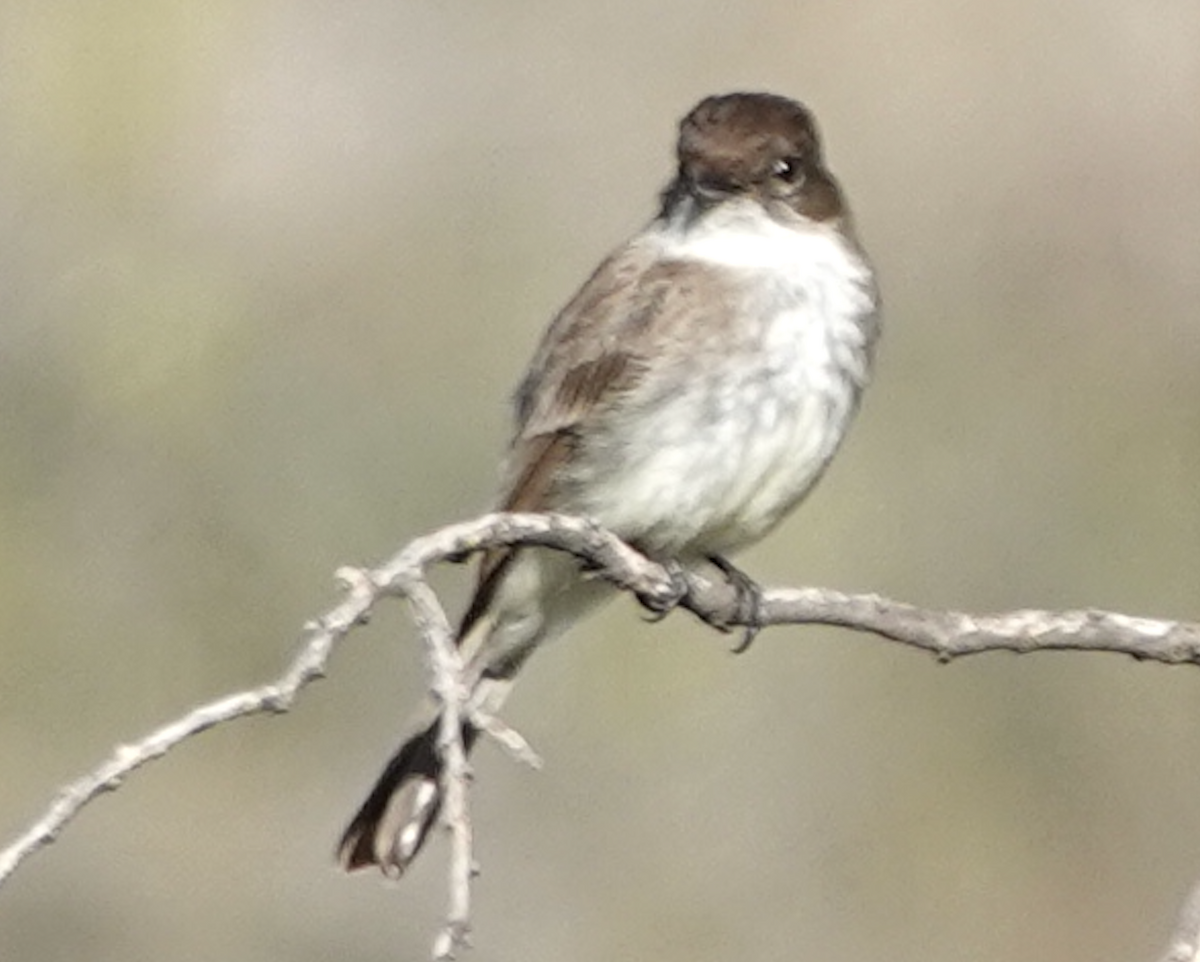 eBird Checklist - 27 Apr 2024 - Reisman Bird Compound - 46 species
