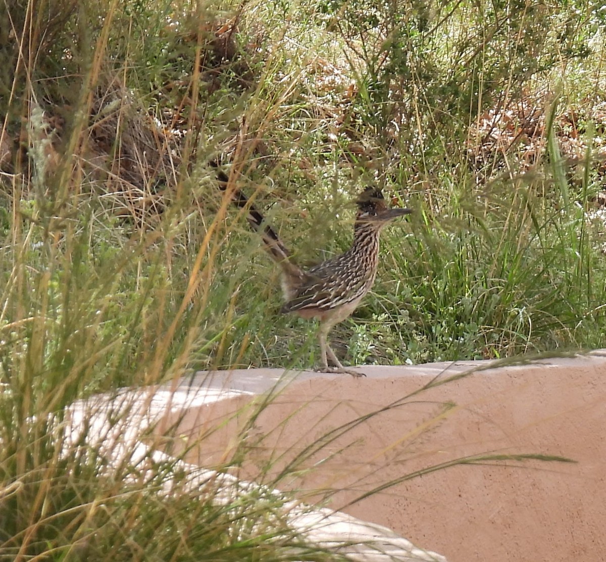 eBird Checklist - 24 Apr 2024 - Battiste's Bird Garden - 2 species