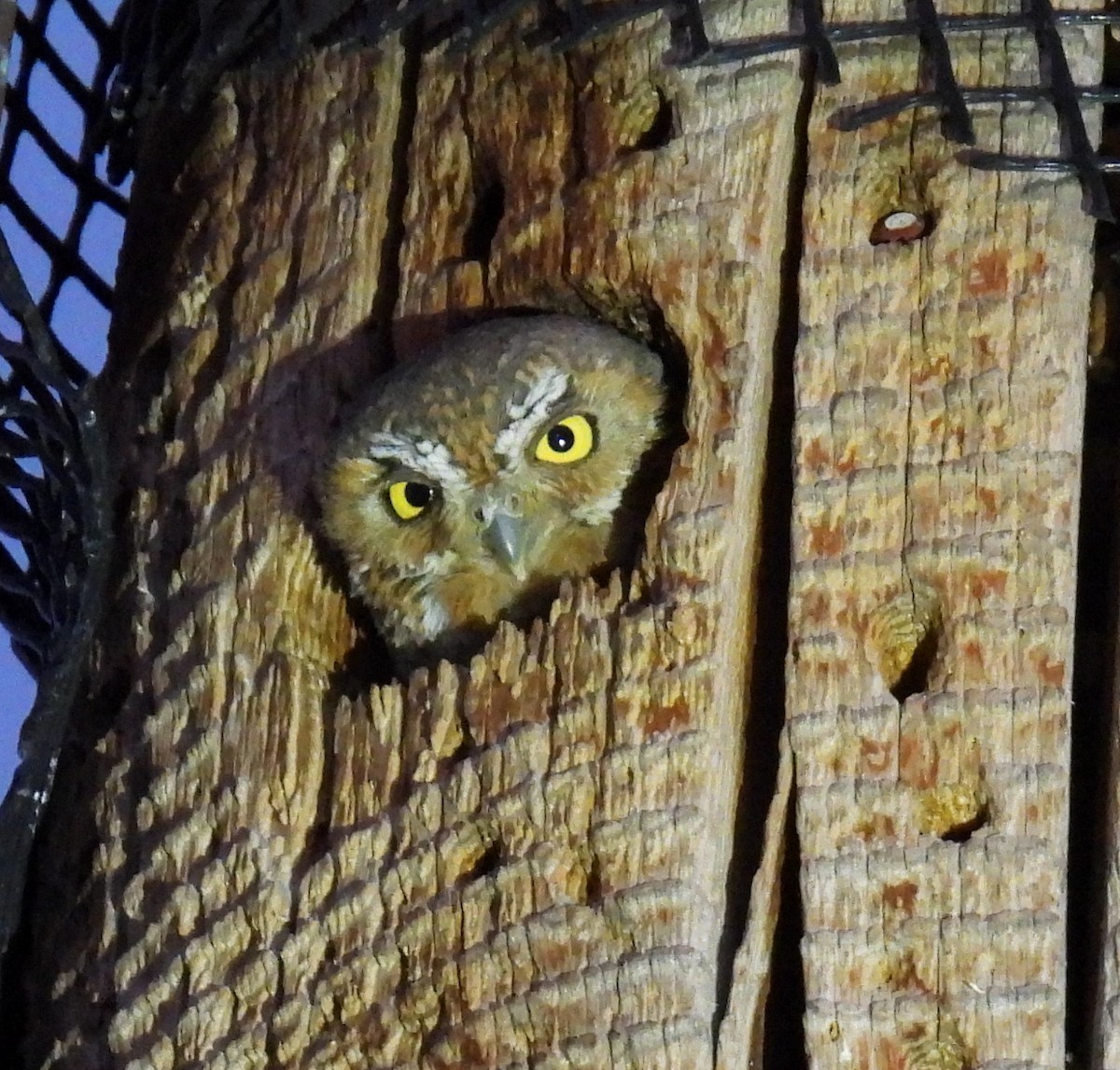 eBird Checklist - 23 Apr 2024 - Battiste's Bird Garden - 1 species