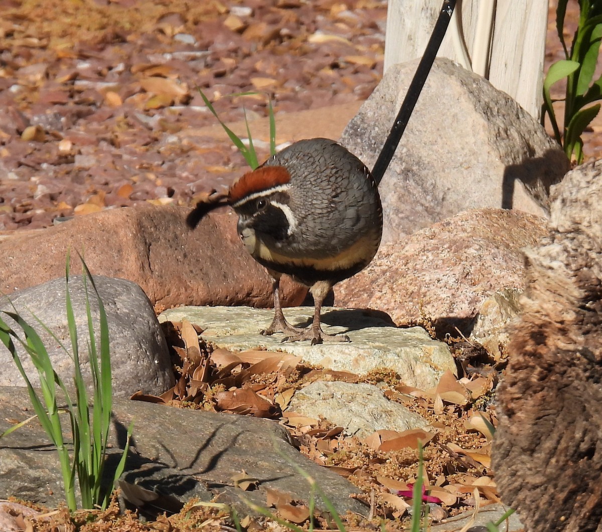 eBird Checklist - 24 Apr 2024 - Battiste's Bird Garden - 21 species
