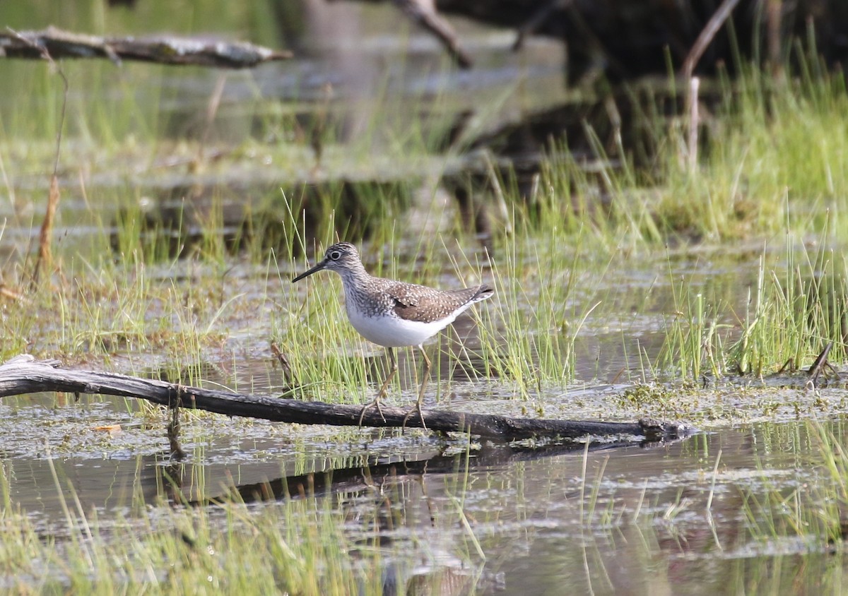 eBird Checklist - 27 Apr 2024 - Trine State Recreation Area - 28 species