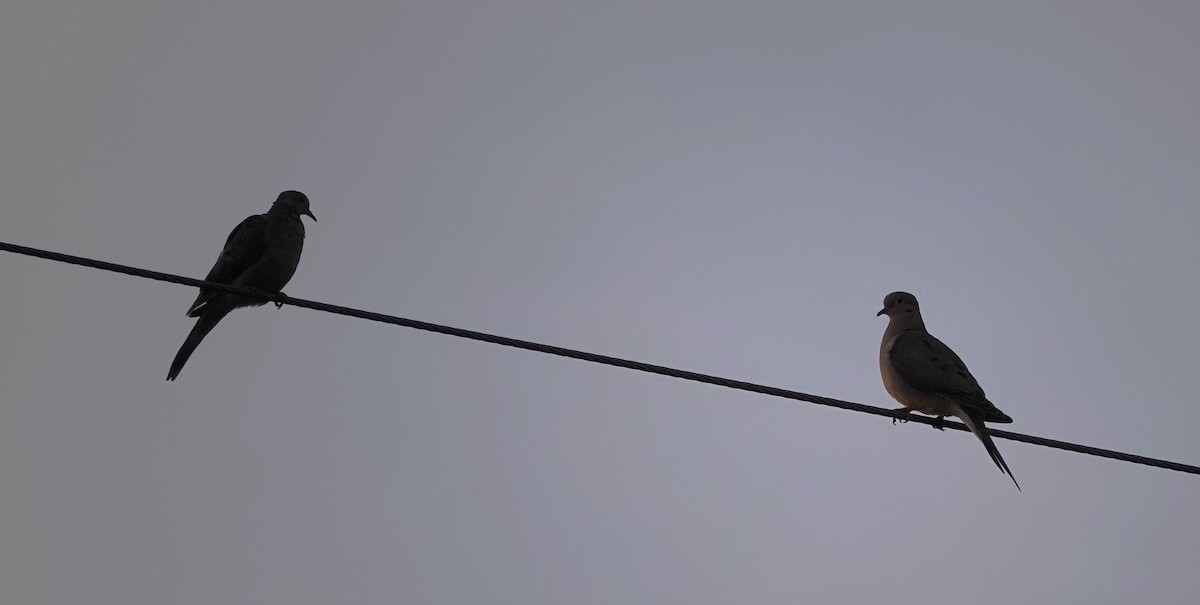 eBird Checklist - 27 Apr 2024 - My Backyard - 20 species