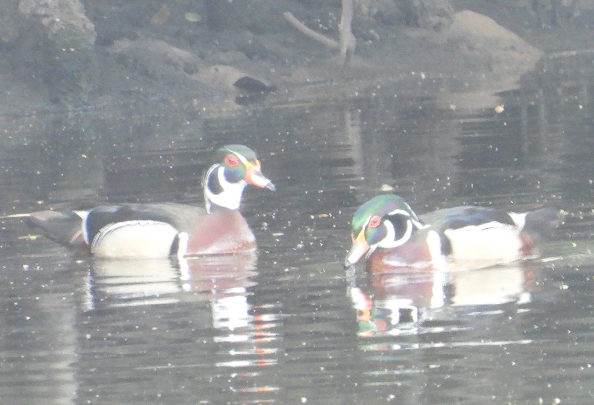eBird Checklist - 27 Apr 2024 - Frenchman's Forest Natural Area - 19 ...