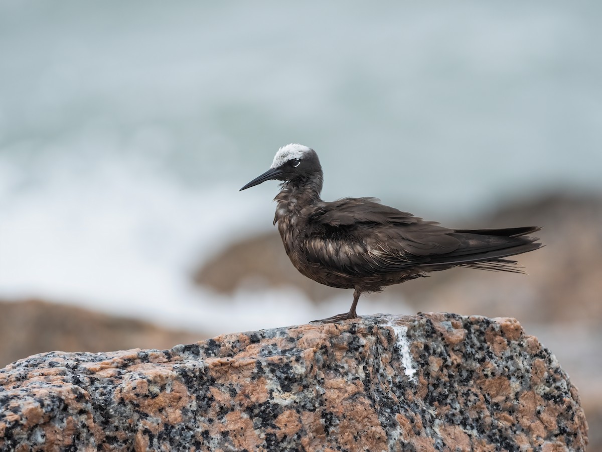eBird Checklist - 27 Apr 2024 - Port Aransas Jetty (CTC 058) - 16 species
