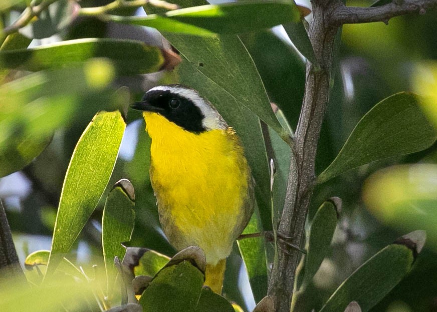eBird Checklist - 27 Apr 2024 - Deforest Wetlands--S end of Deforest ...