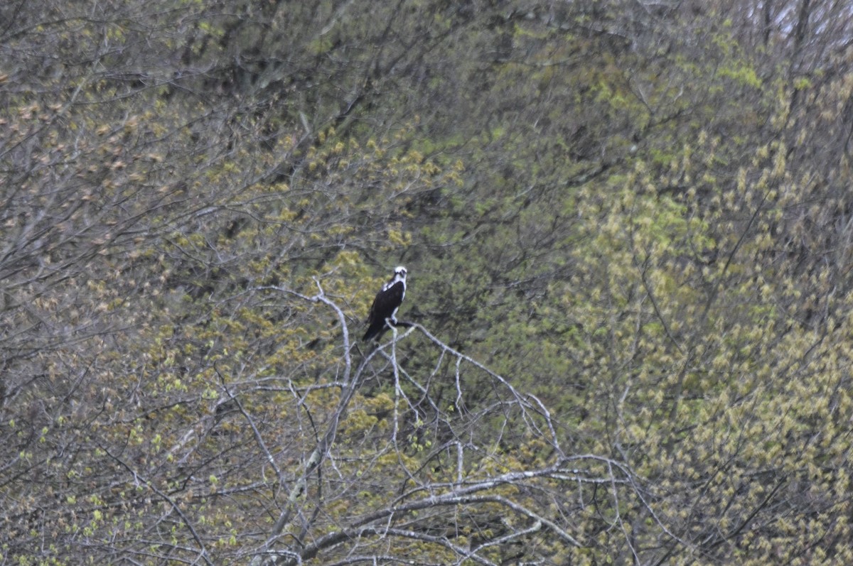 Pennsylvania Bird Atlas Checklist - 27 Apr 2024 - Lake Shore Trail Shawnee State Park - 2 species