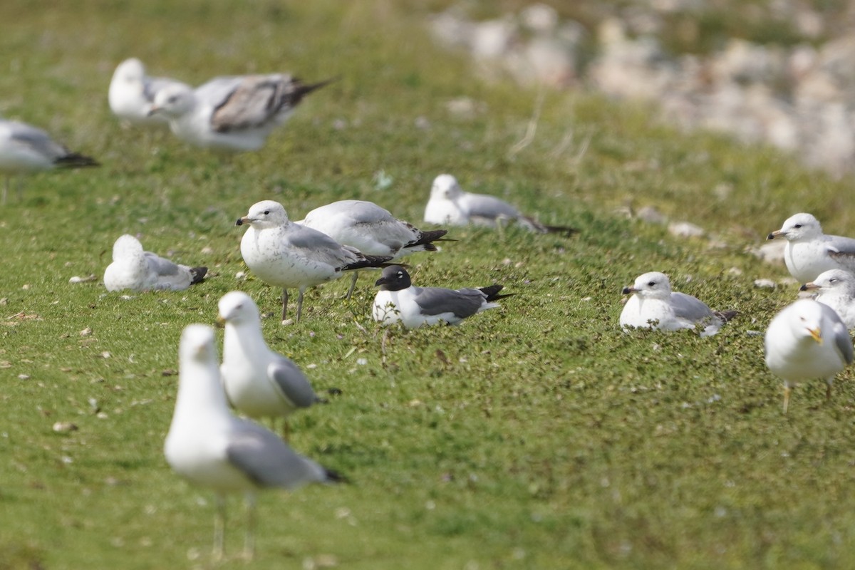 eBird Checklist - 27 Apr 2024 - Kinderhook Sewage Lagoons - 21 species