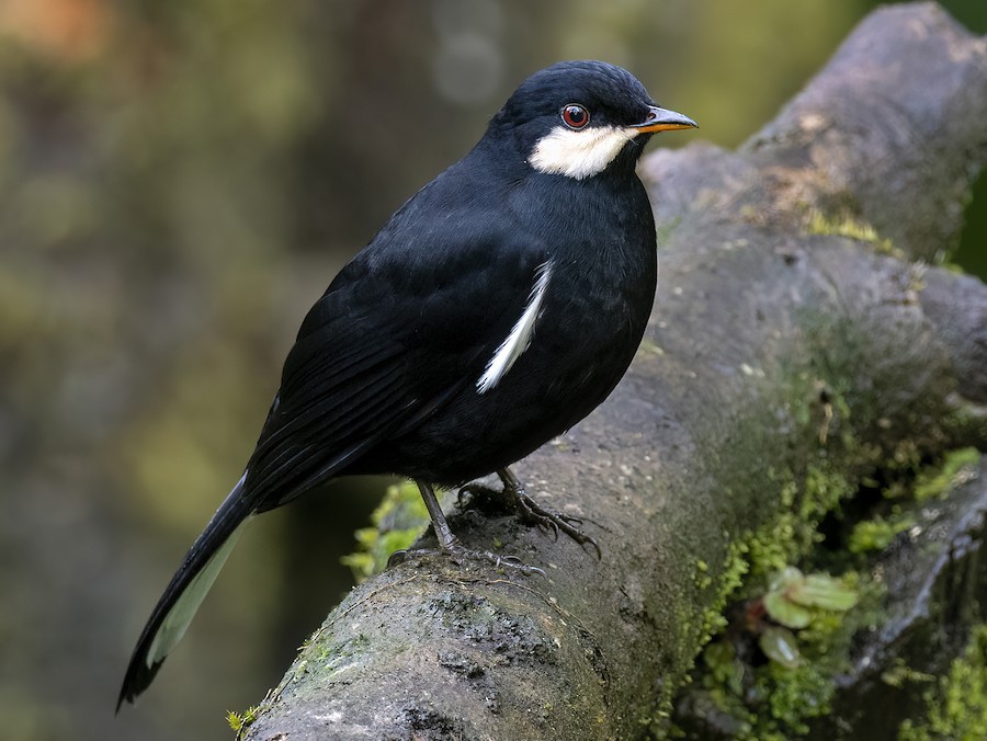 Black Solitaire - eBird