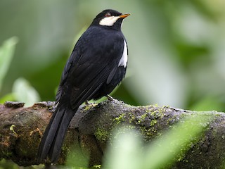 Black Solitaire - eBird